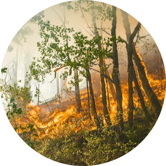 EU projects engaged in fighting forest fires - Forest-based Sector ...