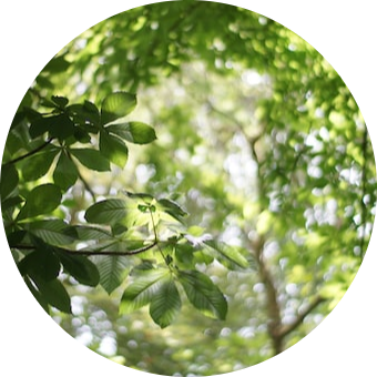 6th Forest Innovation Workshop - Forest-based Sector Technology Platform (FTP)